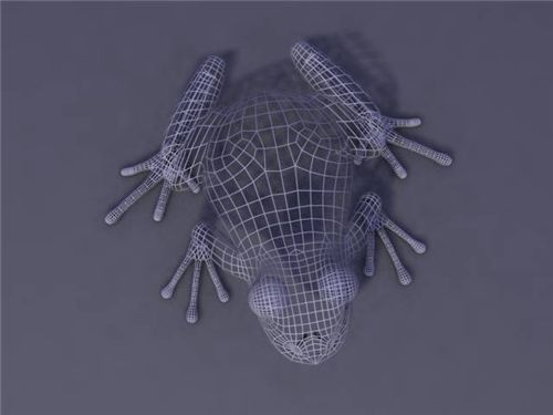 Frog 3D Model in Reptiles 3DExport