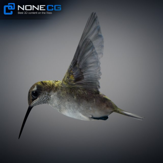 Animated hummingbird 3D Model in Bird 3DExport