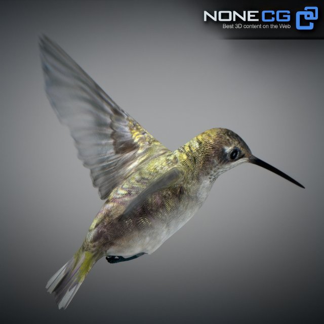 Animated hummingbird 3D Model in Bird 3DExport