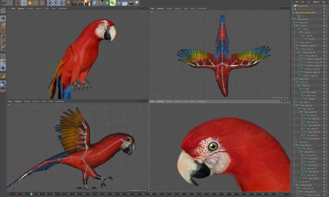 red parrot animated 3D Model in Bird 3DExport