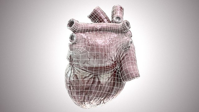 Human Heart Anatomic Animated PBR 3D Model in Anatomy 3DExport