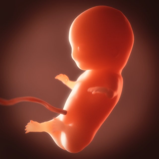 human embryo fetus growth animation 3D Model in Anatomy 3DExport