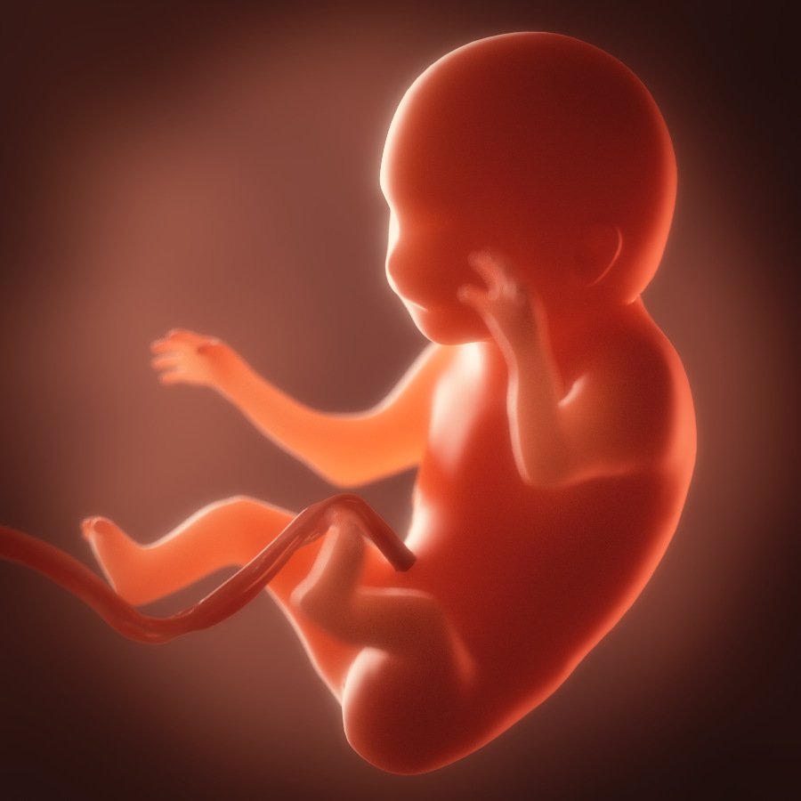 Human embryo fetus Growth animation 3D Model in Anatomy 3DExport