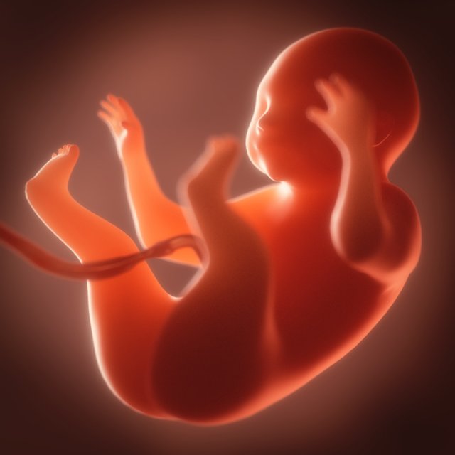 human embryo fetus growth animation 3D Model in Anatomy 3DExport