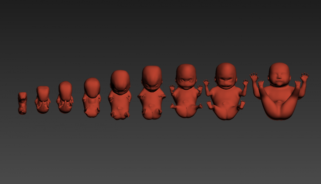 human embryo fetus growth animation 3D Model in Anatomy 3DExport