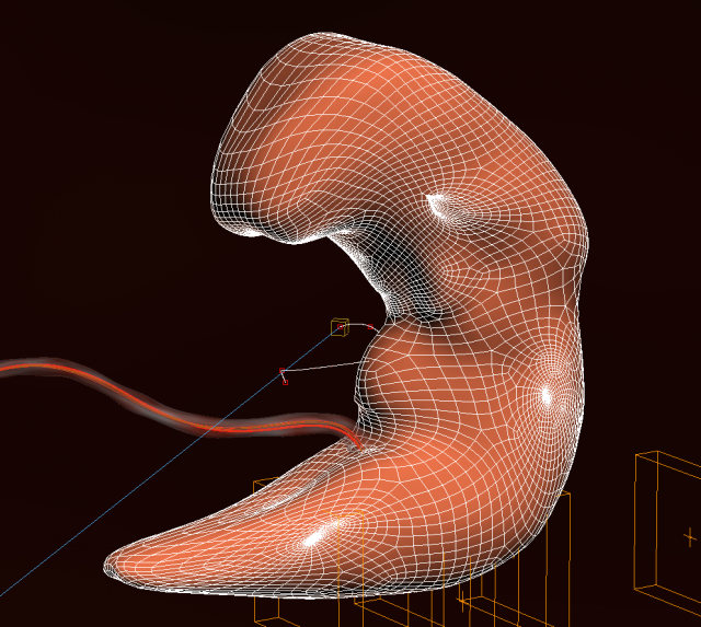 human embryo fetus growth animation 3D Model in Anatomy 3DExport