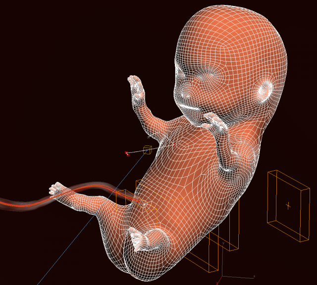 human embryo fetus growth animation 3D Model in Anatomy 3DExport