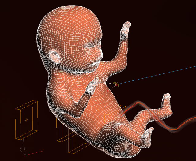 human embryo fetus growth animation 3D Model in Anatomy 3DExport