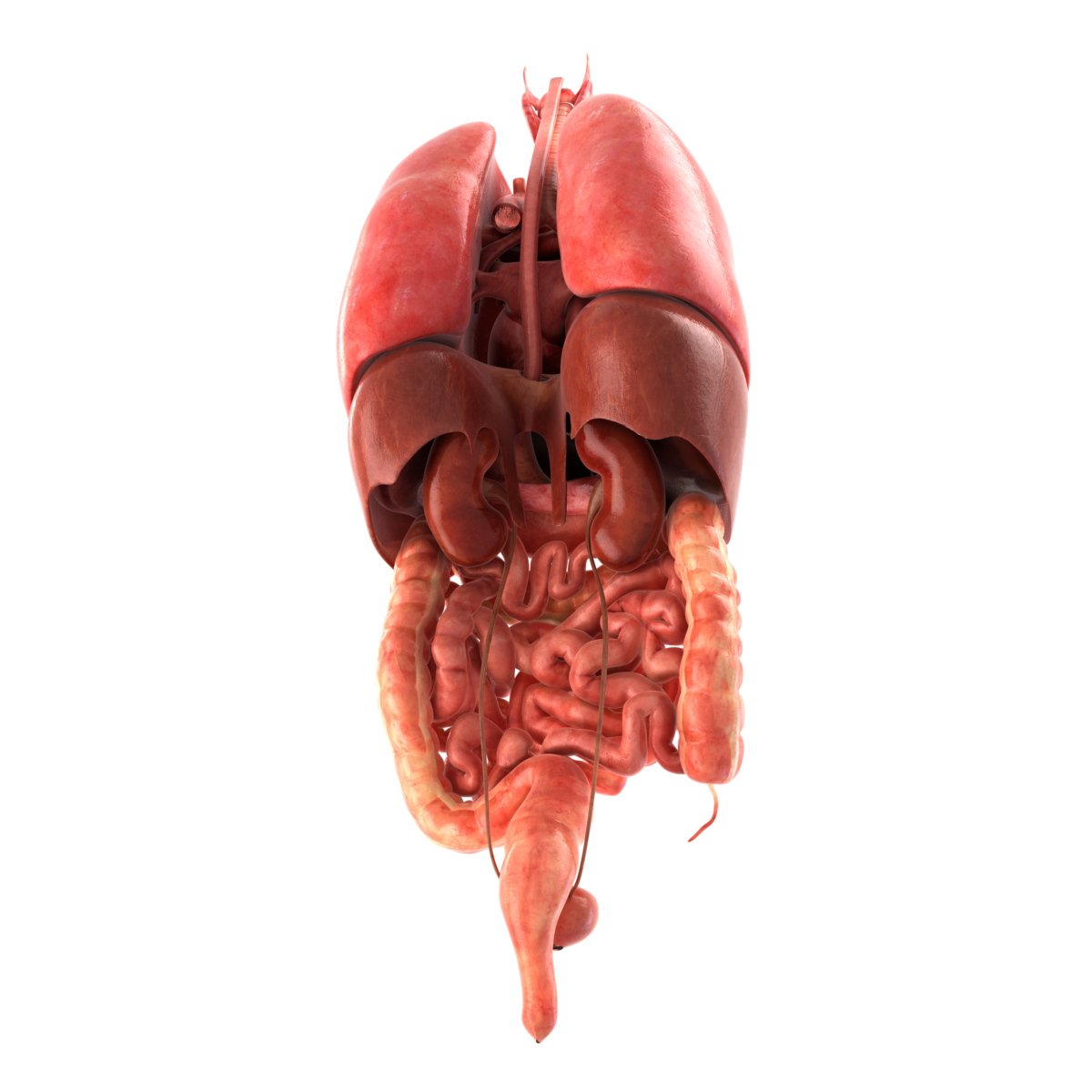 Realistic Human Internal Organs 3d Model In 2020 Anatomy Organs Images