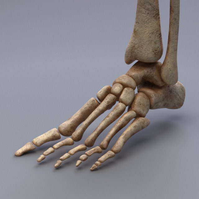 human anatomy animated skeleton internal organs 3D Model in Anatomy ... human anatomy animated skeleton internal organs 3D Model in Anatomy ...