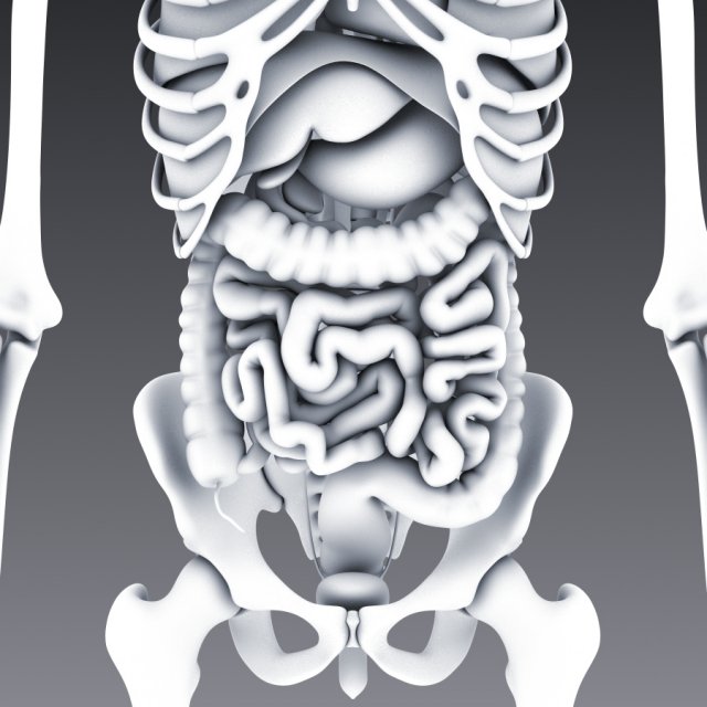 human anatomy animated skeleton internal organs 3D Model in Anatomy ...