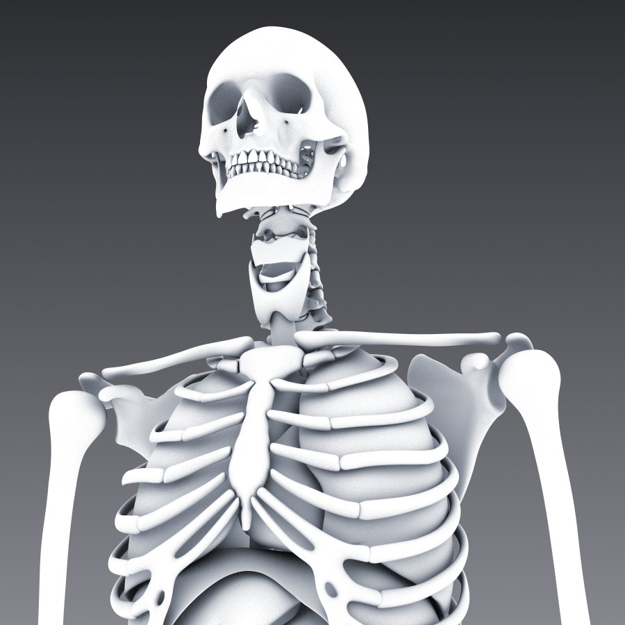 Human anatomy Animated skeleton internal organs 3D Model in Anatomy ... Human anatomy Animated skeleton internal organs 3D Model in Anatomy ...