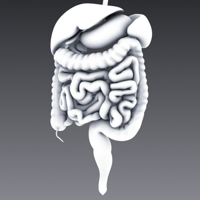 human anatomy animated skeleton internal organs 3D Model in Anatomy ...