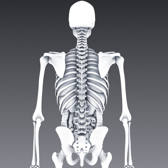 human anatomy animated skeleton internal organs 3D Model in Anatomy ... human anatomy animated skeleton internal organs 3D Model in Anatomy ...