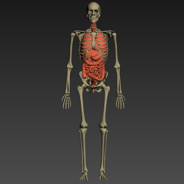 human anatomy animated skeleton internal organs 3D Model in Anatomy ...
