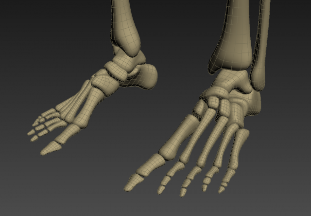 human anatomy animated skeleton internal organs 3D Model in Anatomy ...