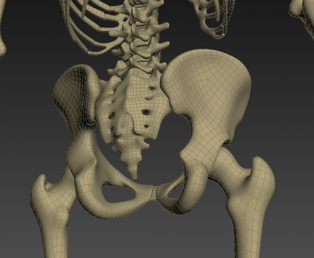 human anatomy animated skeleton internal organs 3D Model in Anatomy ...