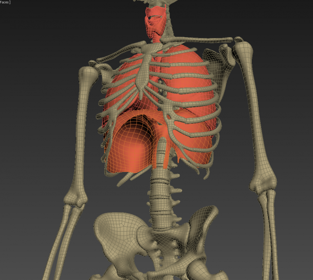 human anatomy animated skeleton internal organs 3D Model in Anatomy ...