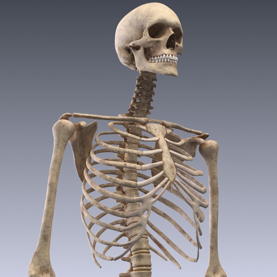 Human skeleton rigged 3D Model in Anatomy 3DExport