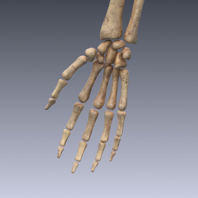 human skeleton rigged 3D Model in Anatomy 3DExport