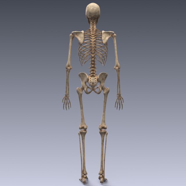 human skeleton rigged 3D Model in Anatomy 3DExport