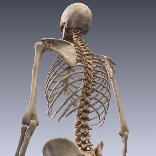 human skeleton rigged 3D Model in Anatomy 3DExport