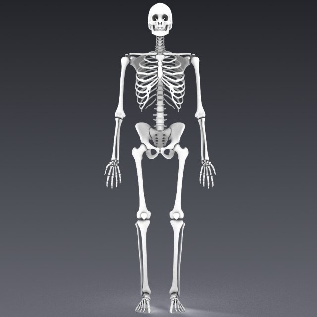 human skeleton rigged 3D Model in Anatomy 3DExport