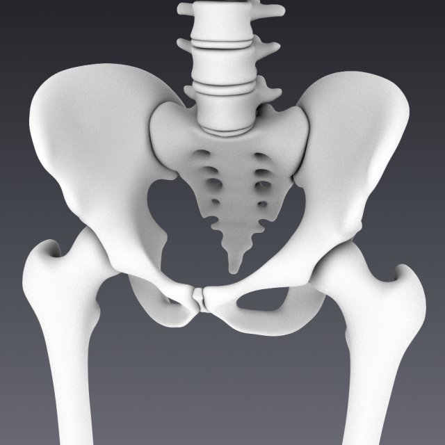 human skeleton rigged 3D Model in Anatomy 3DExport