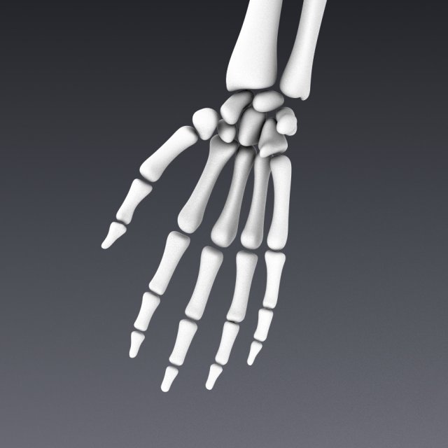 human skeleton rigged 3D Model in Anatomy 3DExport