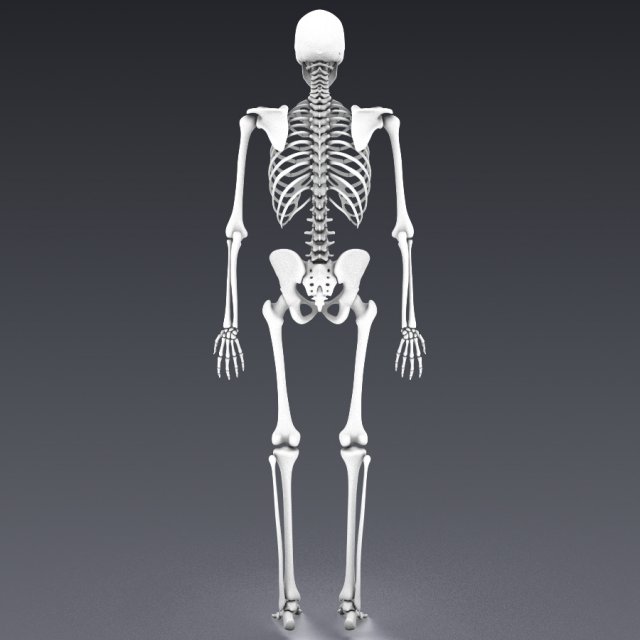 human skeleton rigged 3D Model in Anatomy 3DExport