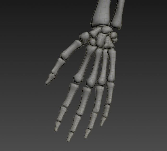 human skeleton rigged 3D Model in Anatomy 3DExport