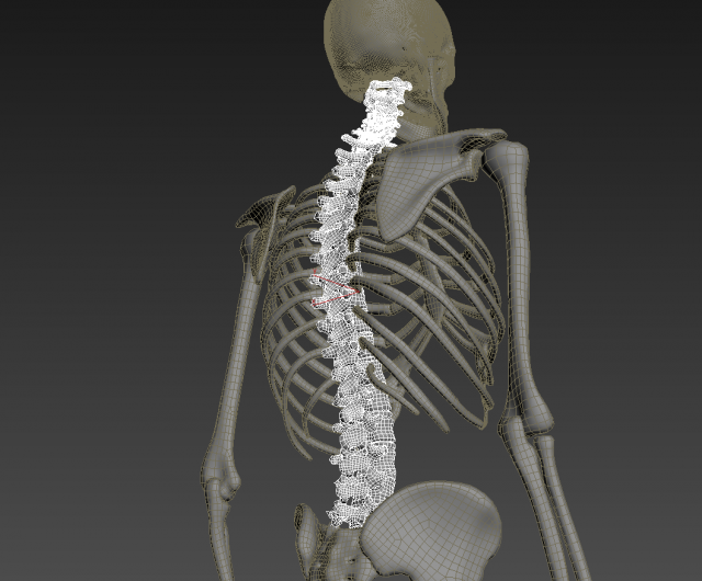 human skeleton rigged 3D Model in Anatomy 3DExport