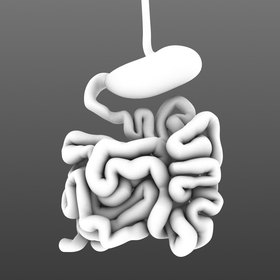 Stomach and small intestine 3D Model in Anatomy 3DExport