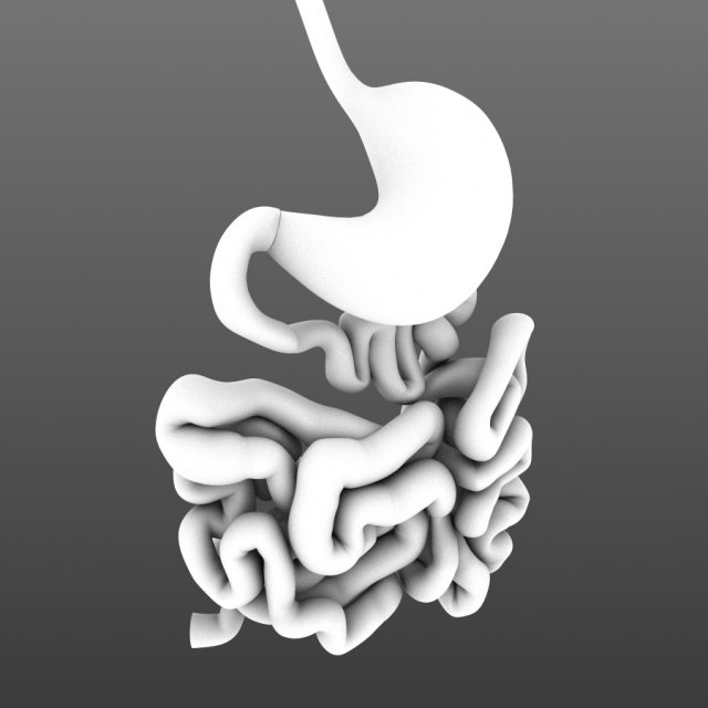 stomach and small intestine 3D Model in Anatomy 3DExport