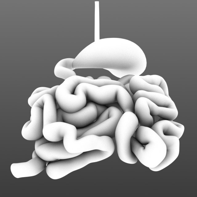 stomach and small intestine 3D Model in Anatomy 3DExport