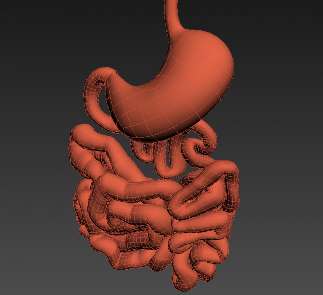 stomach and small intestine 3D Model in Anatomy 3DExport