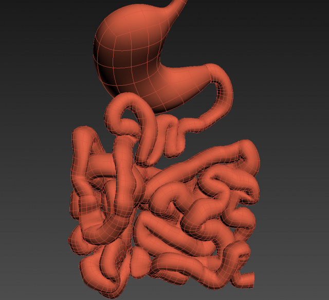 stomach and small intestine 3D Model in Anatomy 3DExport