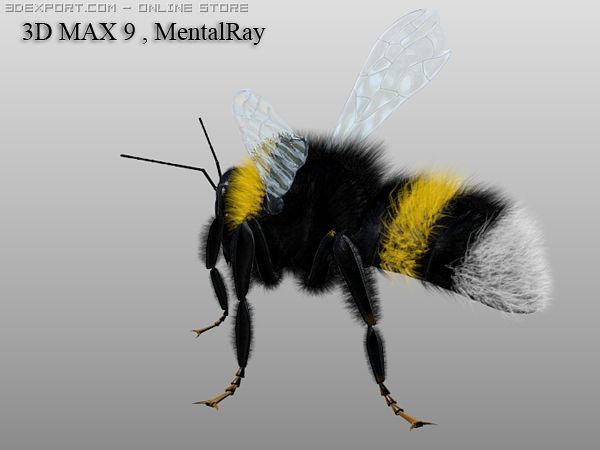 bumble bee 3D Model in Insects 3DExport