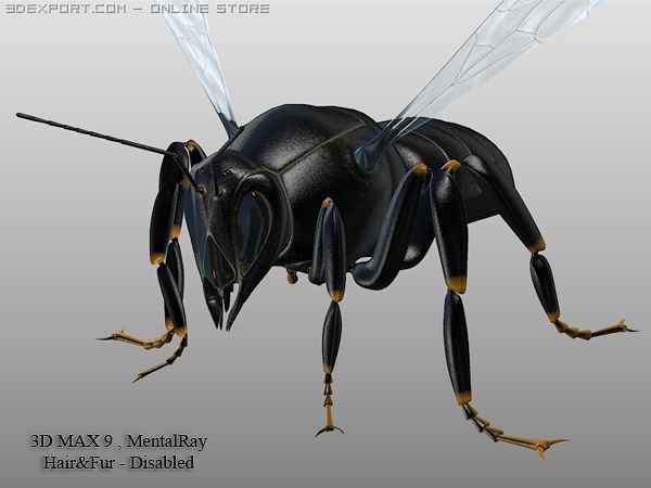 bumble bee 3D Model in Insects 3DExport