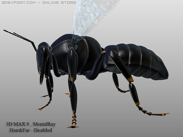 bumble bee 3D Model in Insects 3DExport