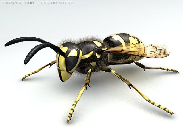 Wasp 3D Model in Amphibians 3DExport