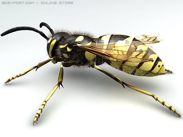 Wasp 3D Model in Amphibians 3DExport
