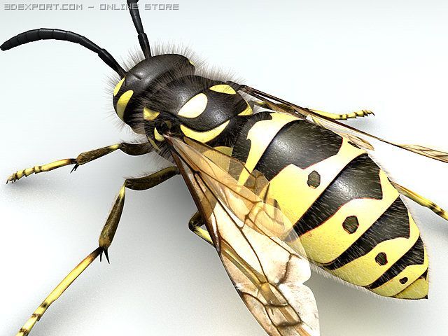 Wasp 3D Model in Amphibians 3DExport