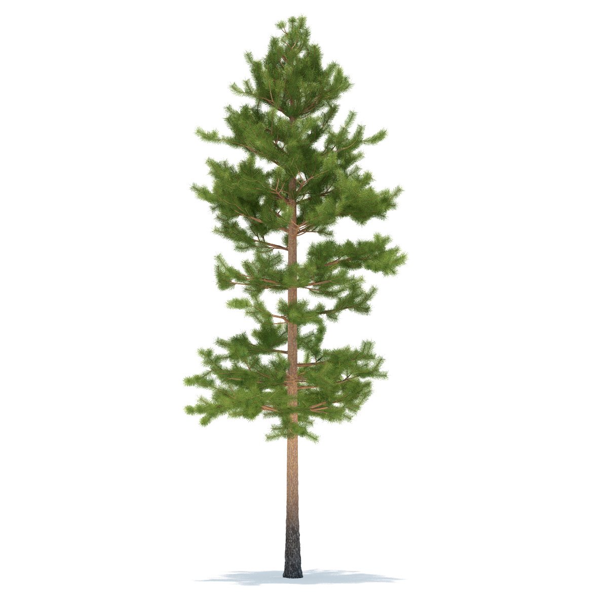 pine 3D Models in Tree 3DExport