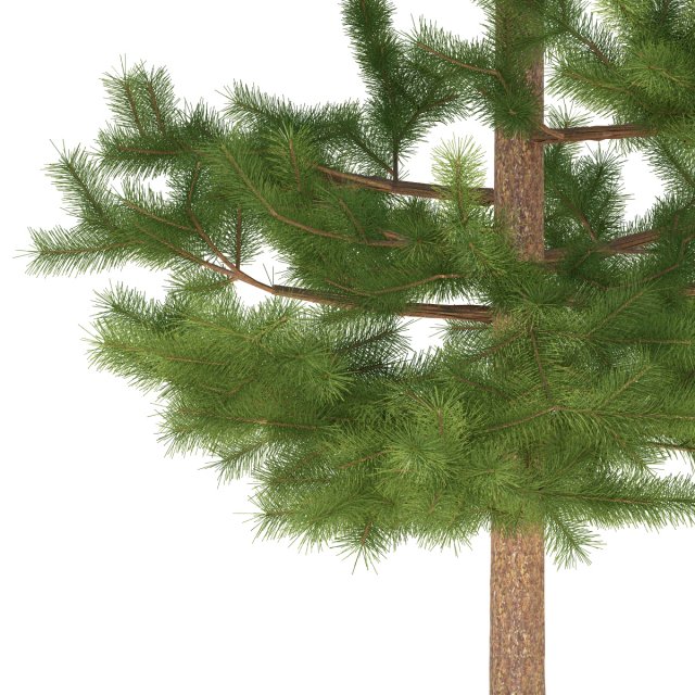 pine 3D Model in Tree 3DExport