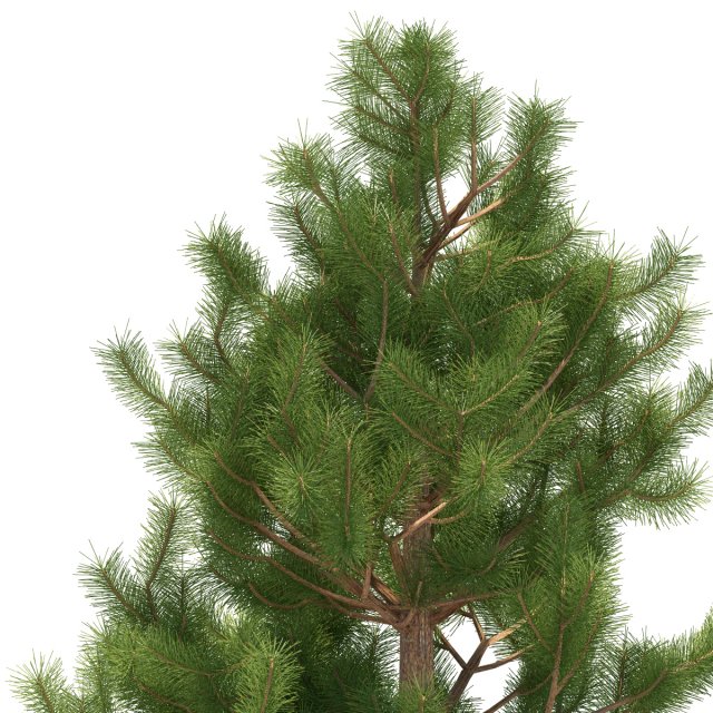 pine 3D Model in Tree 3DExport