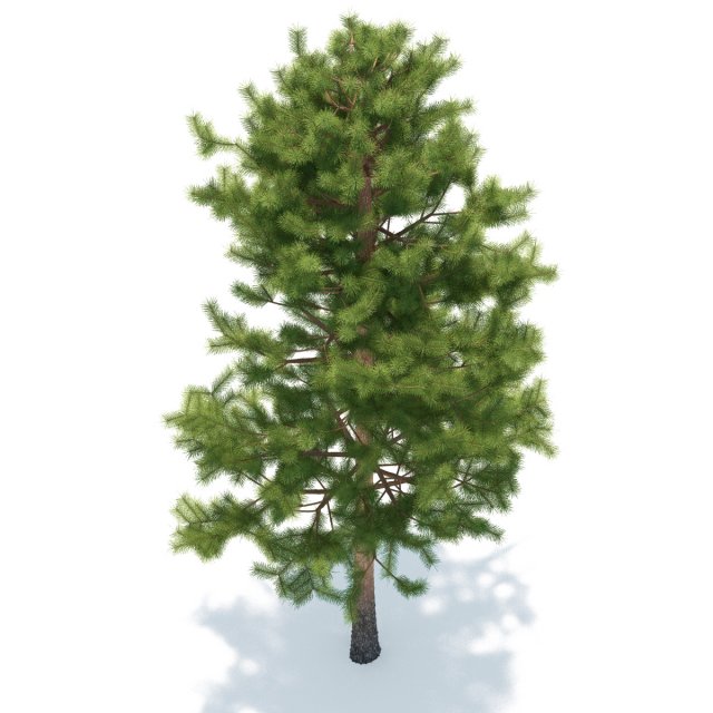 pine 3D Model in Tree 3DExport