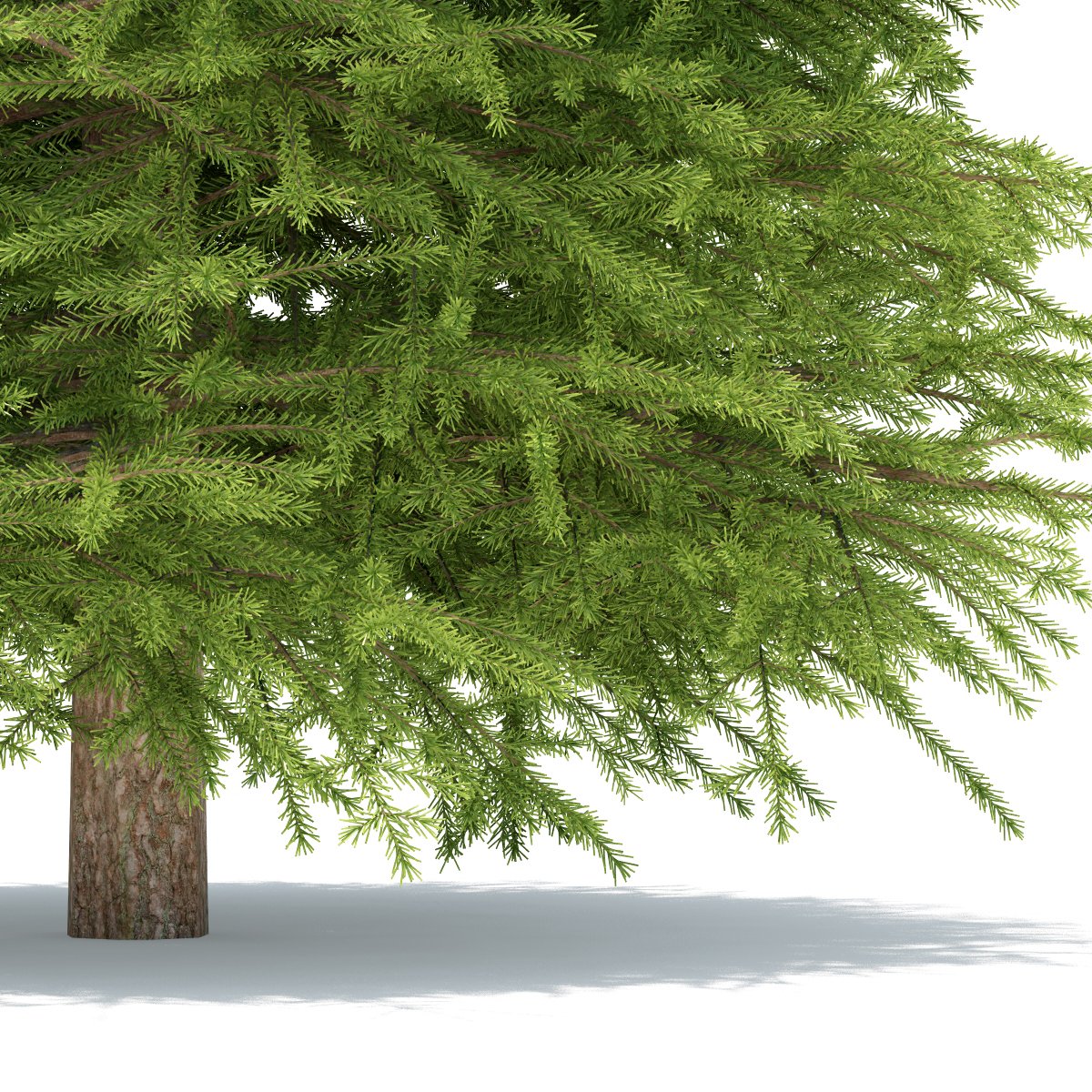 spruce 3D Models in Tree 3DExport