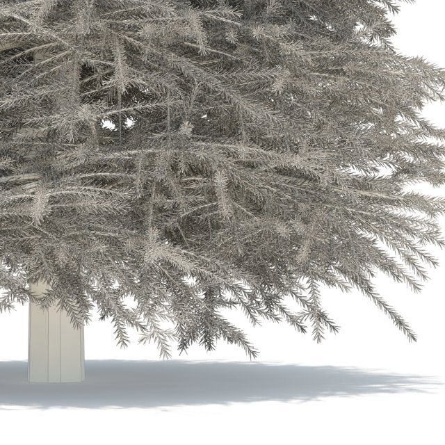 spruce 3D Model in Tree 3DExport