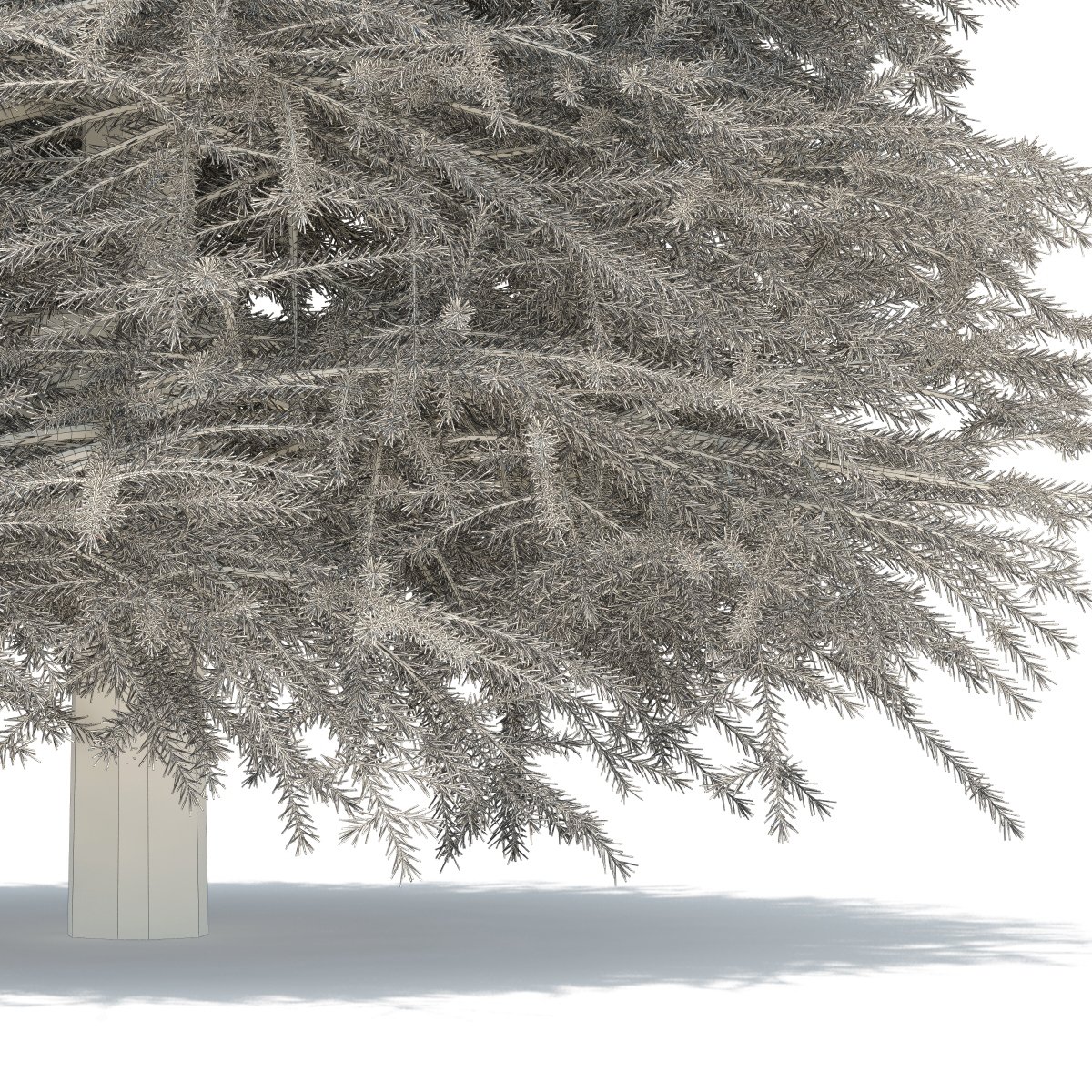 spruce 3D Models in Tree 3DExport
